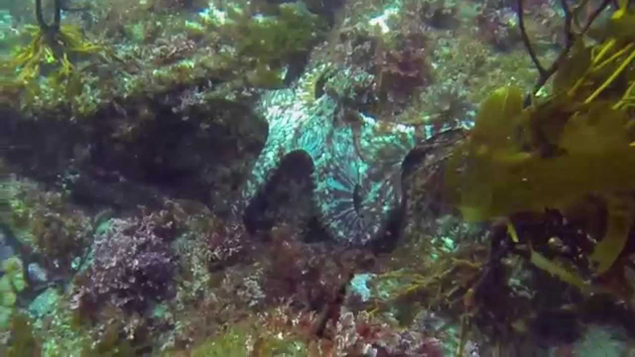 Octopus Species In Southern California at Donna Hammonds blog