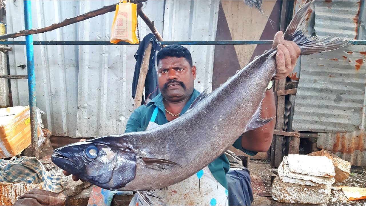 KASIMEDU SELVAM 🔥DEEP SEA FISH🐟 | NEI MEEN | KAATTU MAAVULAASI 🐟CUTTING ...
