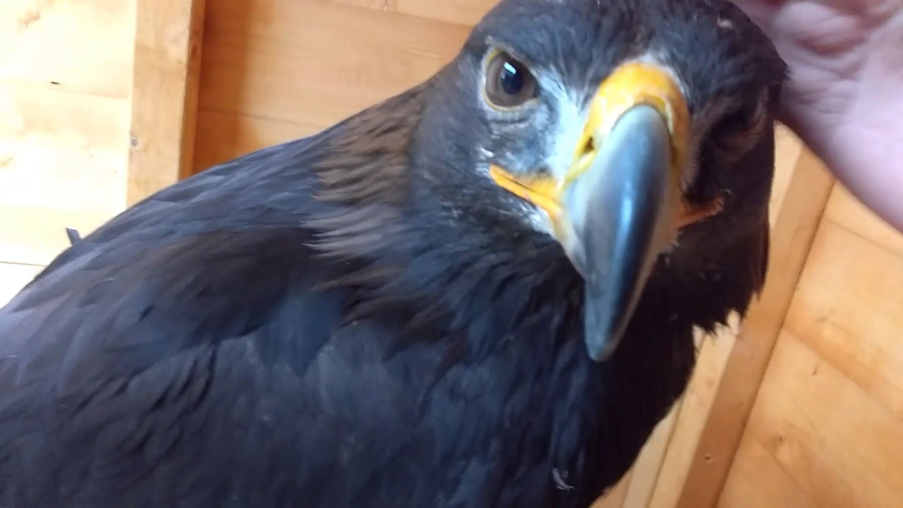 Golden eagle first steps in Manning - YouTube