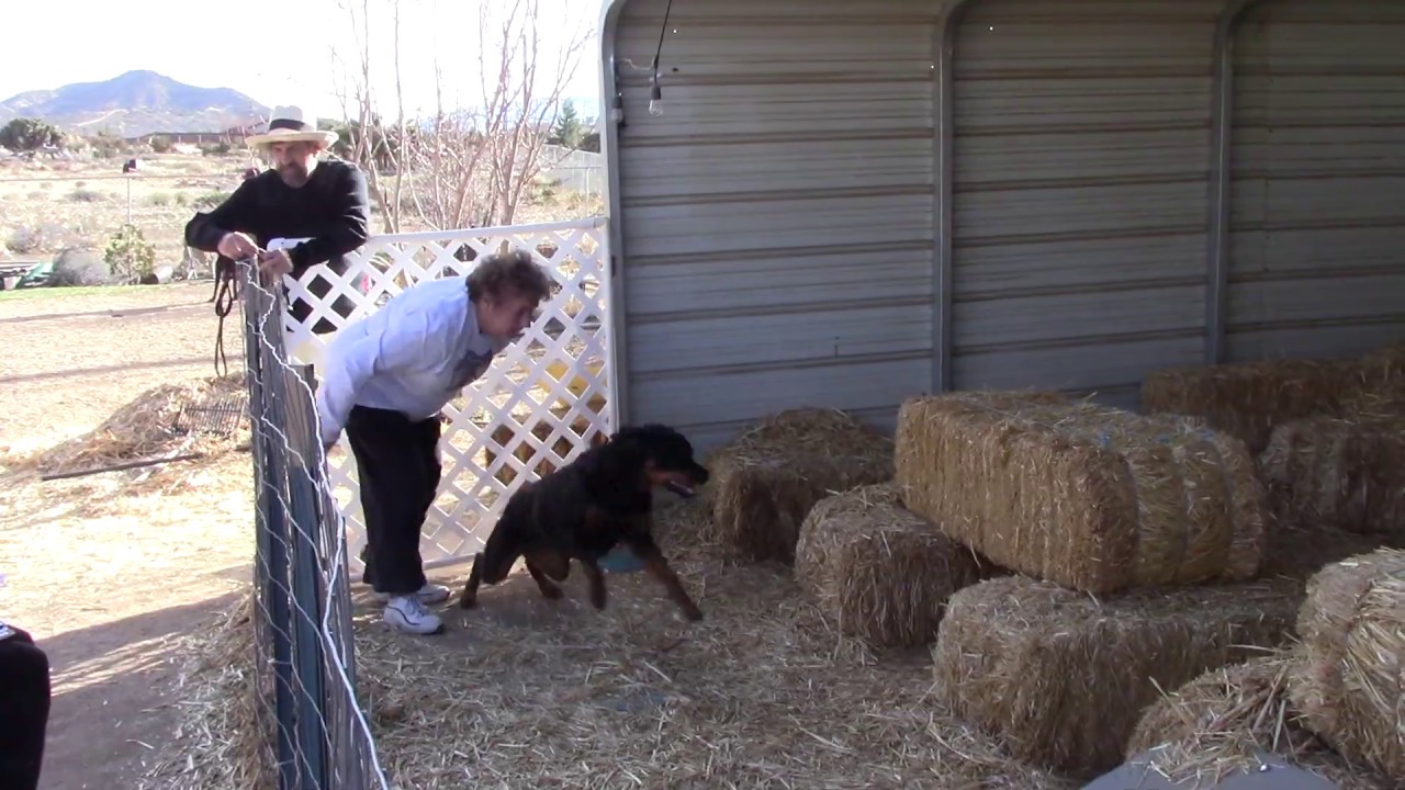 2020-02-02 Rottweiler Barn Hunt. Raven Senior Q #2 - YouTube
