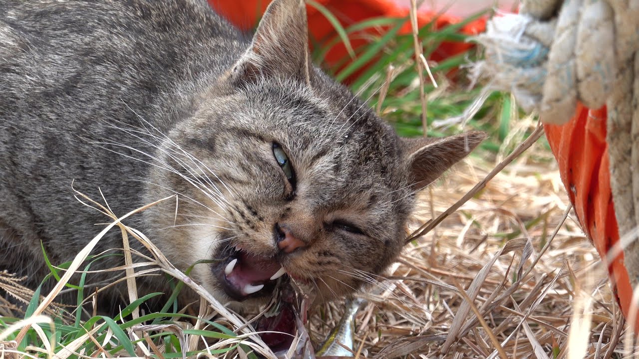 Cat eats fresh fish in the cat's island - YouTube