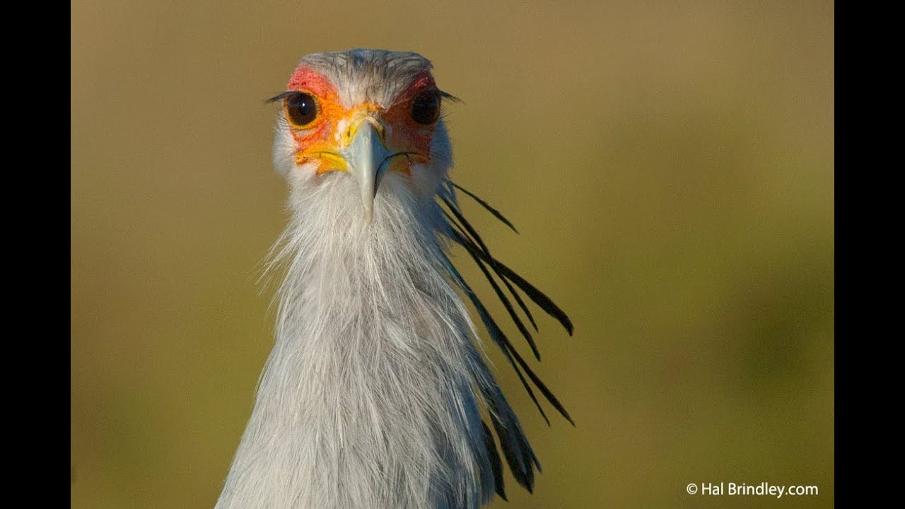 Secretary Birds Hunting in the Kalahari, South Africa - YouTube