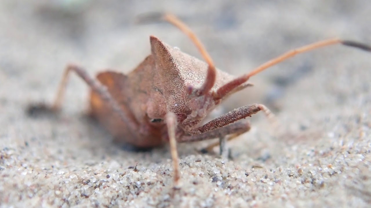 Antlion larva hunting - YouTube
