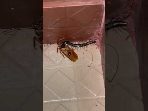Centipede eating cockroach - YouTube