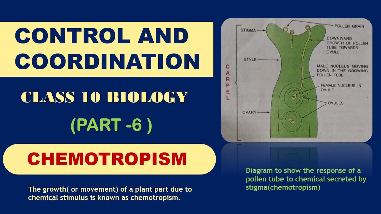 chemotropism in plants | control and coordination class 10 - YouTube
