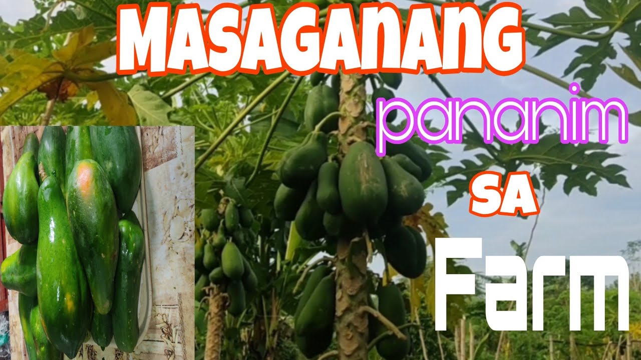 KUNG MAY ITINANIM MAY AANIHIN. - YouTube