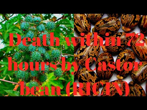 Death within 72 hours by Castor bean seeds (RICIN) #biologicalweapons # ...