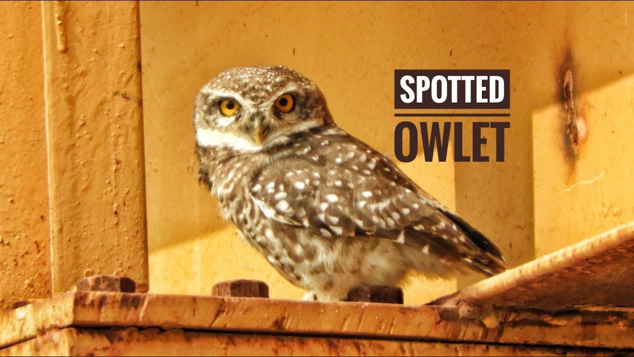 Spotted Owlet, Athene brama, Pingala. - YouTube