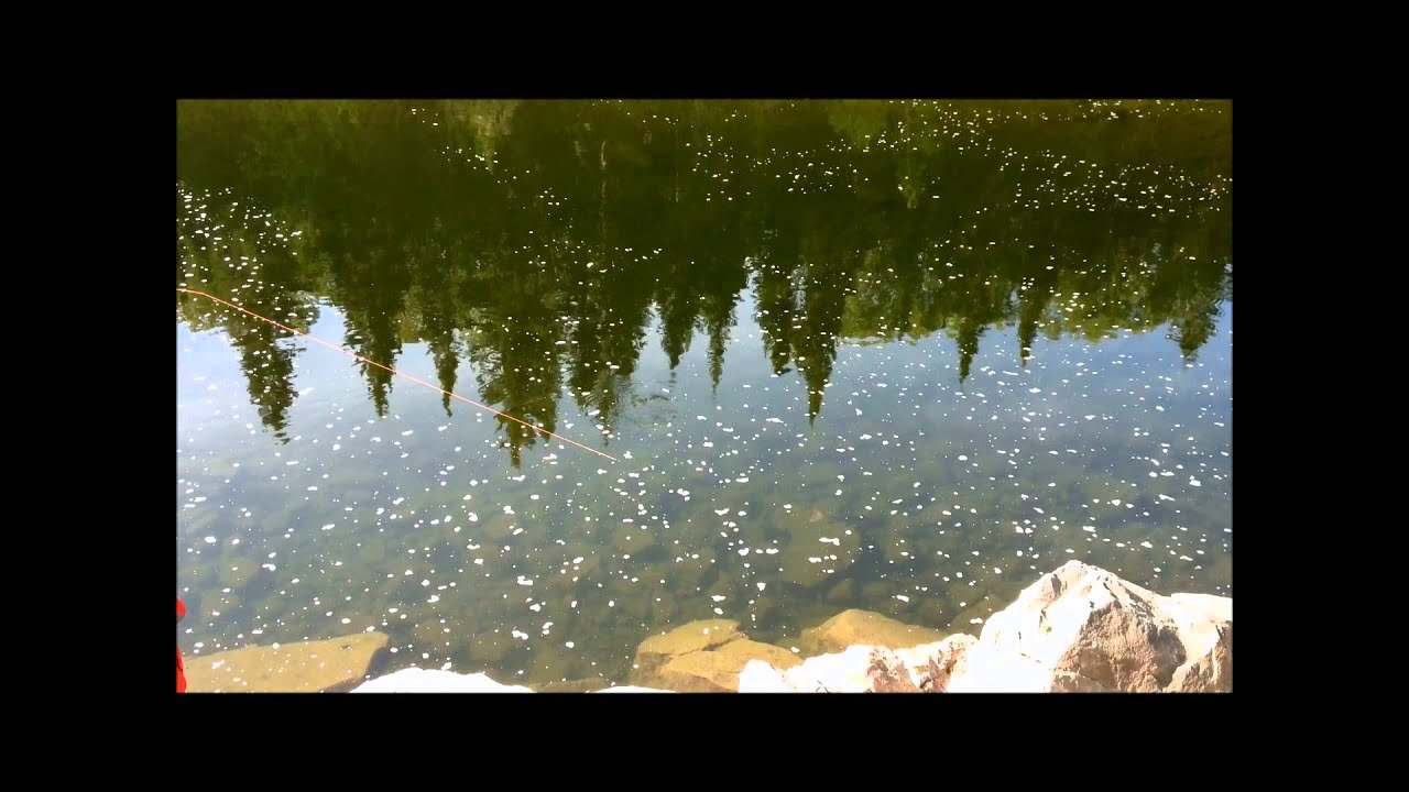 peche saumon riviere matane - YouTube