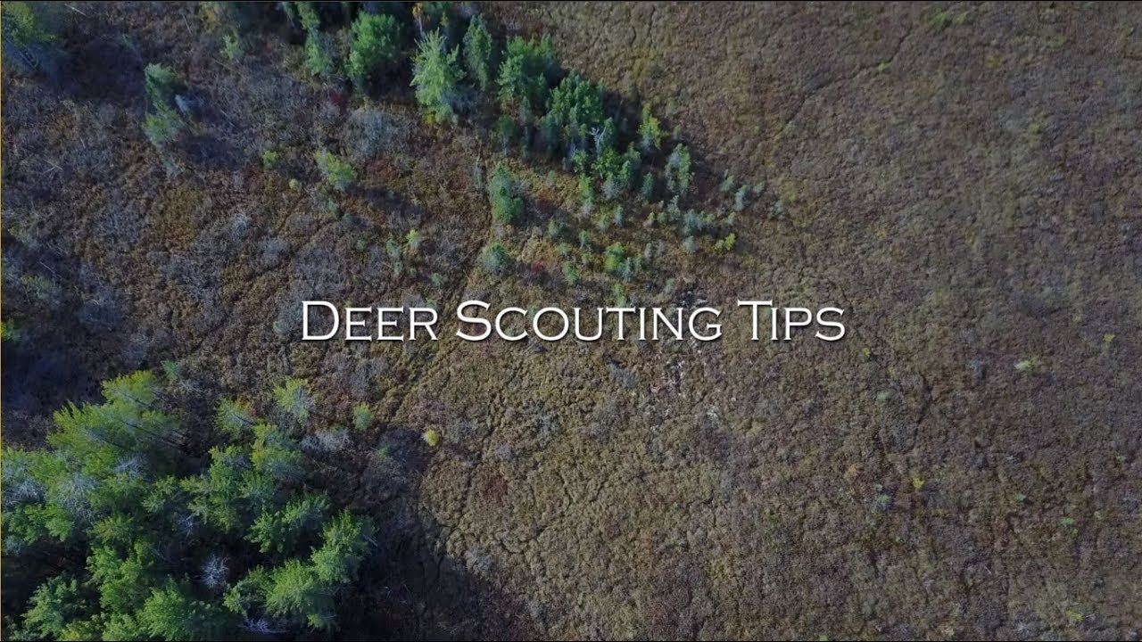 Tips for Deer Scouting Public Land - YouTube