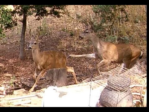 4 Point Buck Kicks spike buck to show him who's the boss. #wildlife # ...