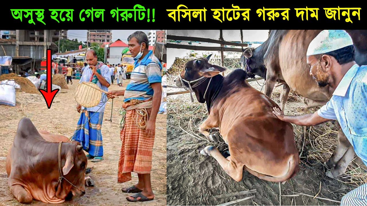 দেখন বসিলা হাটে গরুর দাম কেমন | Bosila gorur haat 2021 | Gorur haat ...