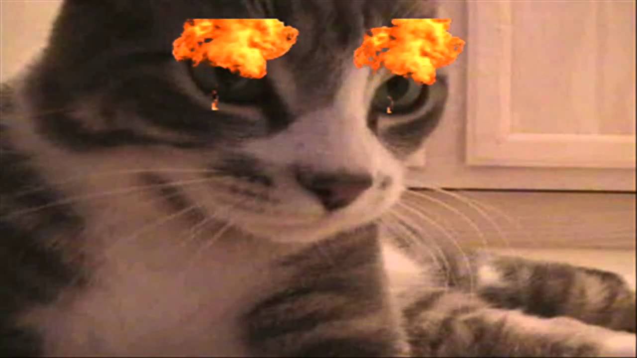 my cats exploding eye balls - YouTube