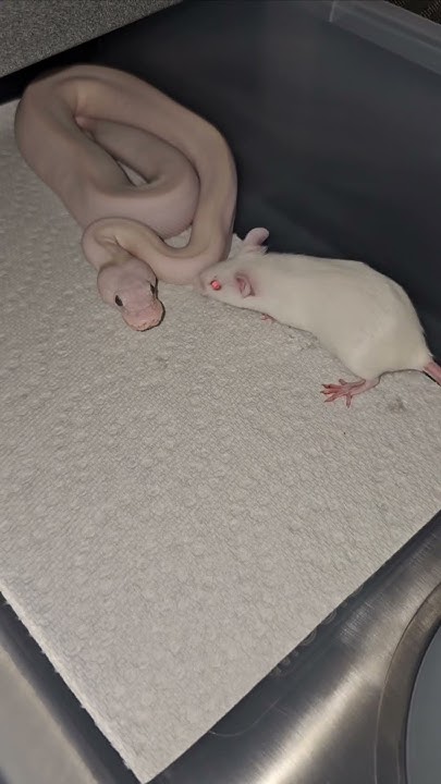 Python In Slow Motion - YouTube