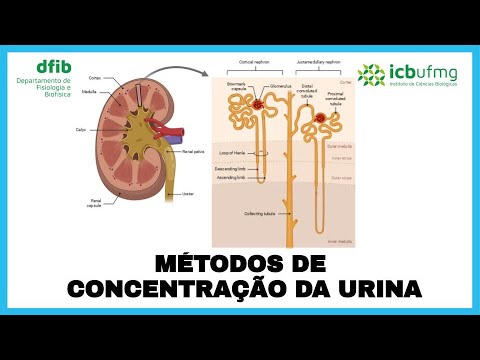 Fisiologia Renal - Métodos de concentração da urina (com foco no mecanismo de contracorrente)