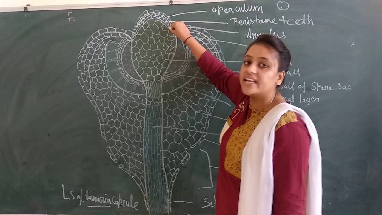 L.S of Funaria capsule by palak jain - YouTube