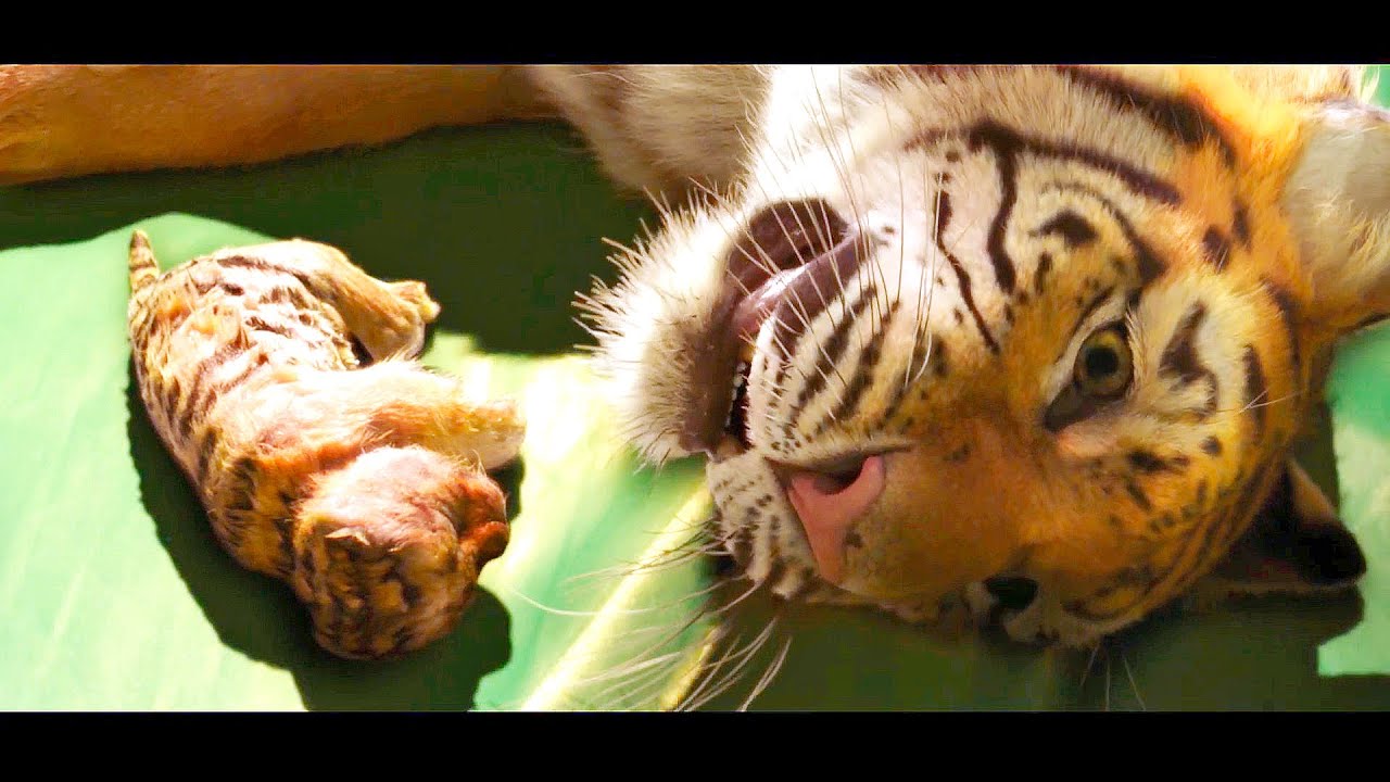 Simbba Mufasa Fable | Tiger Robbers Movie Scene | Hindi Dubbed Movies ...