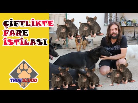 ÇİFTLİĞİ FARELER BASTI - FARE İSTİLASINA UĞRADIK