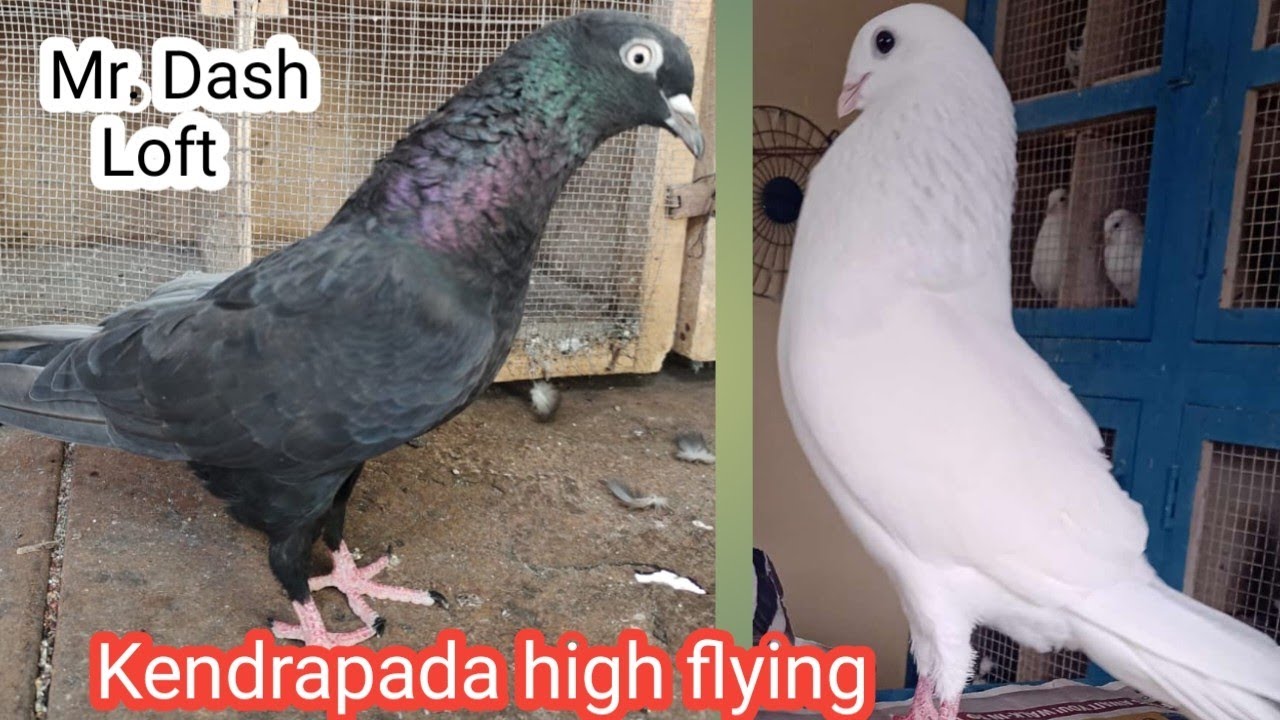 kendrapada high flying Desi pigeon, Mr. Dash Loft🙏 - YouTube
