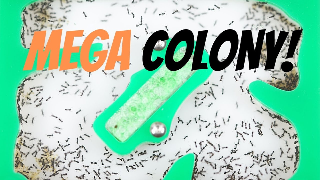 Moving A 4,000 Ant MEGA Colony Into Their New Nest! - YouTube