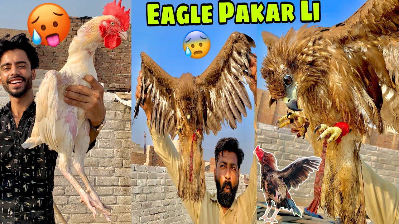Heera Bangum Murga Le Lia 😍 Jangli Eagle Ko Pakar Lia 😱🦅 - YouTube