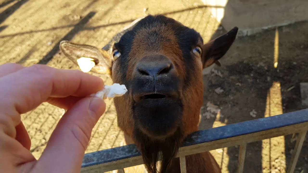 Funny Goat eating Popcorn - YouTube
