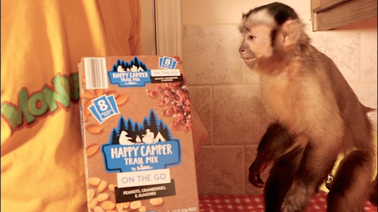 Capuchin Monkey LOVES Happy Camper Trail Mix! - YouTube