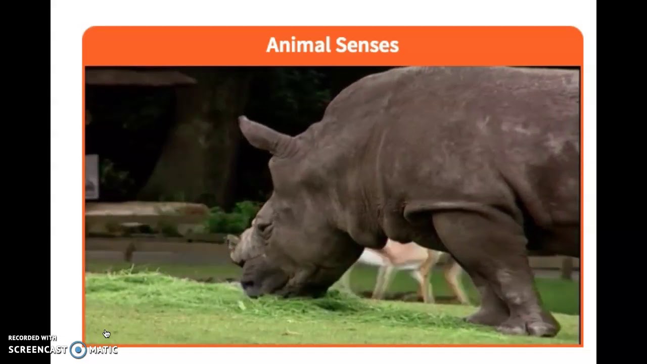 Animal Senses - YouTube