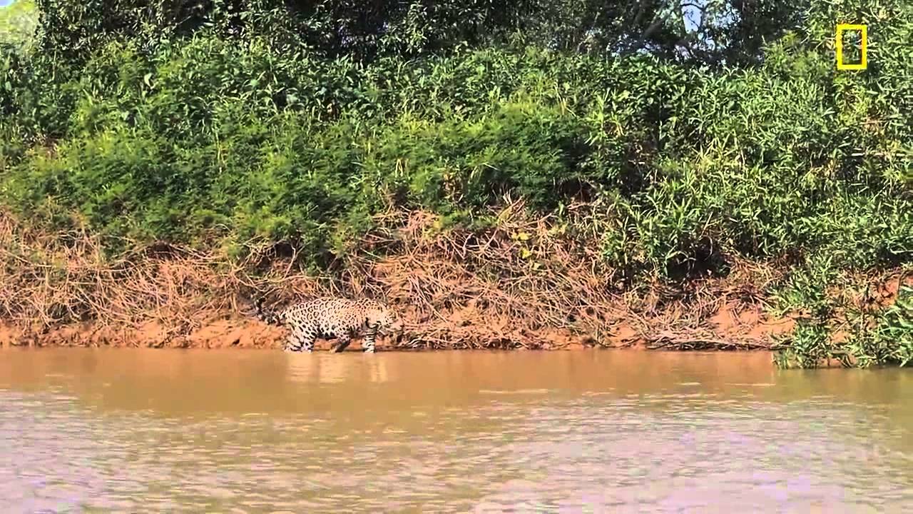 Jaguar Takes Out A Caiman With One Bite - YouTube