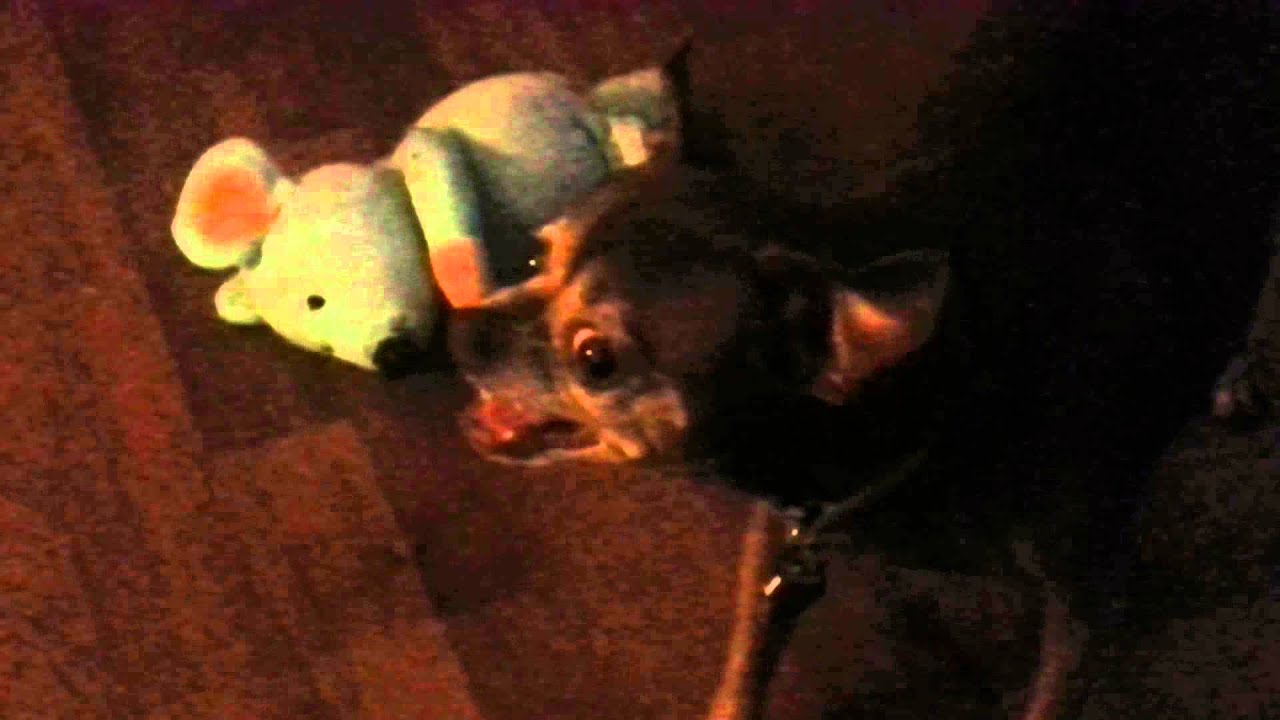 RABID CHIHUAHUA! - YouTube