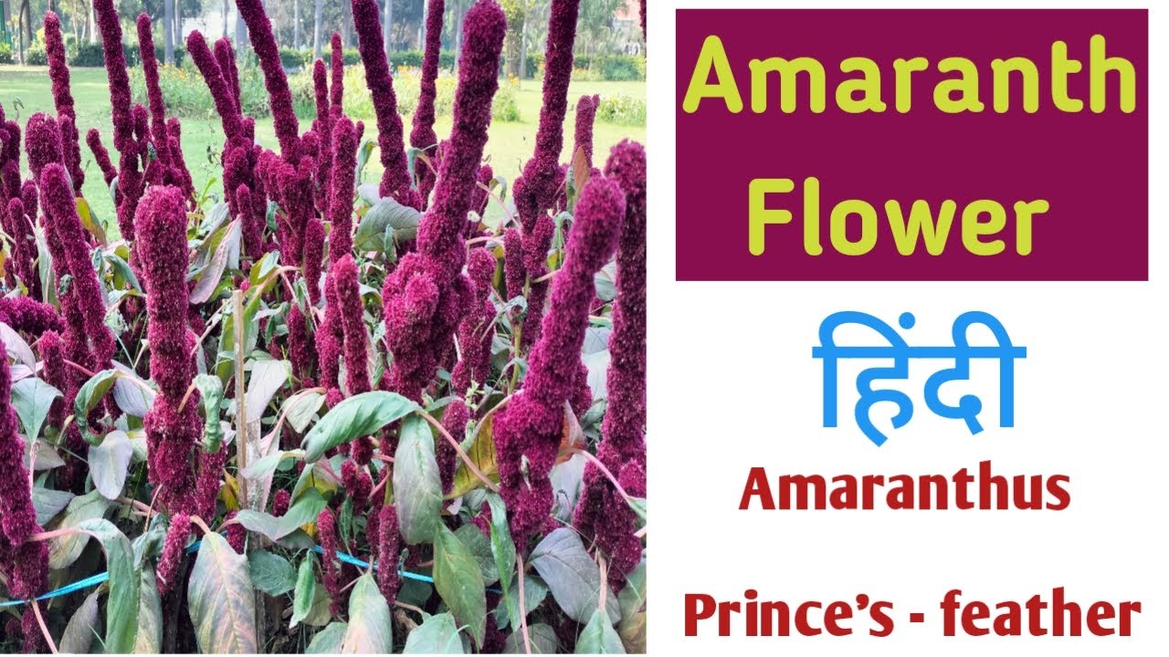 Amaranthus Plant | RAM DANA Plant care and Growth | Flower plant ...