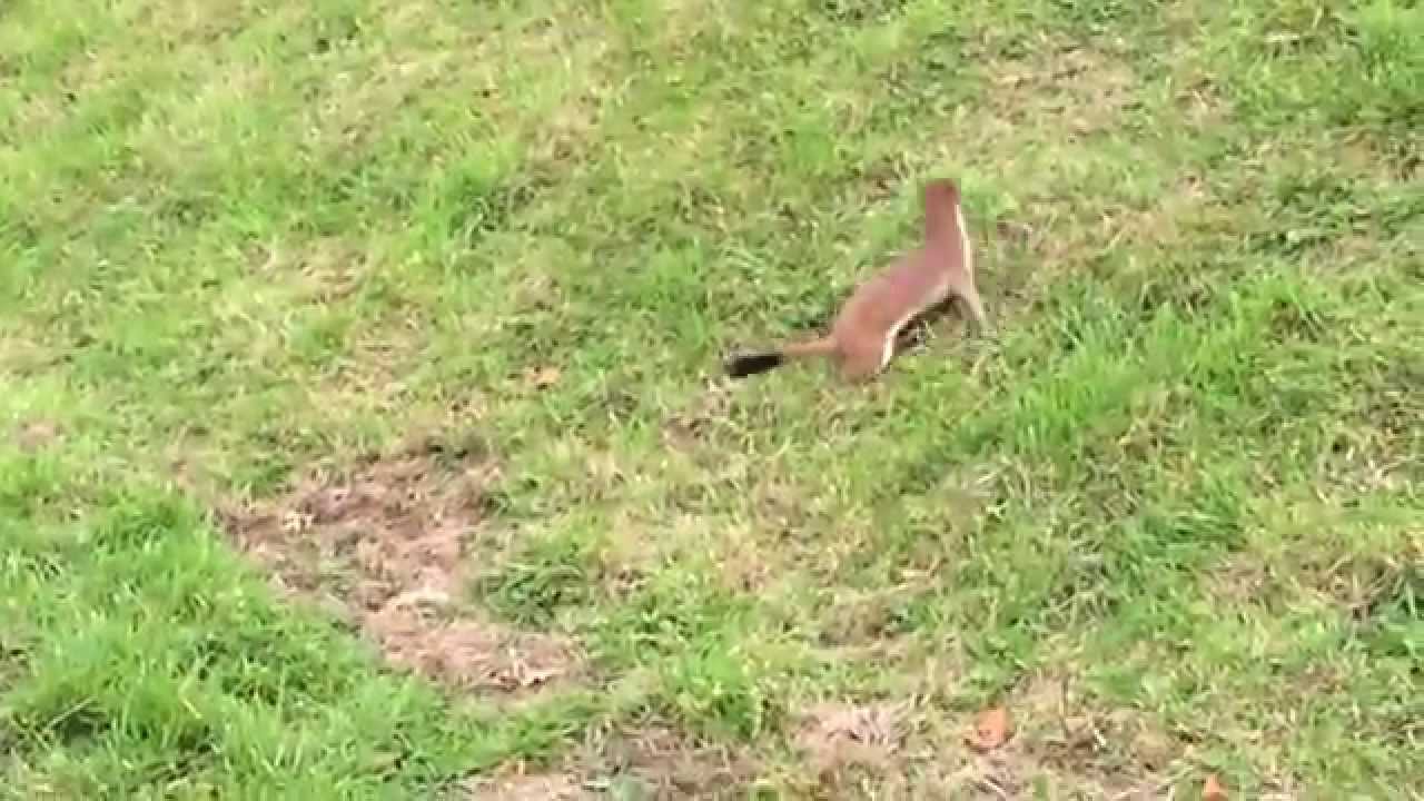 STOAT & RABBIT 1 - YouTube
