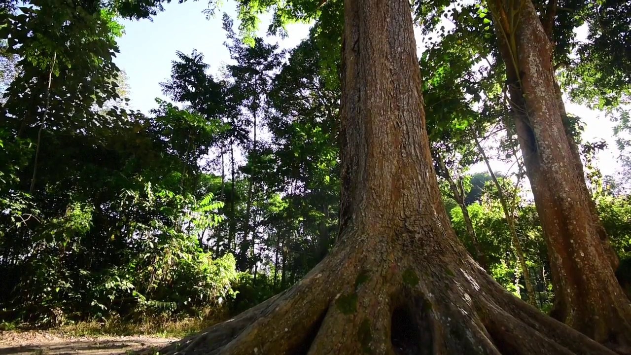 Dr. Stuart Pimm on Hoollongapar 720p - YouTube