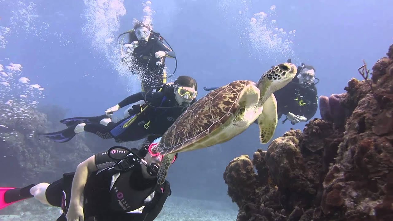 Buceando con tortugas, SCUBA WITH MARIO CEH, Colombia Reef, Cozumel ...
