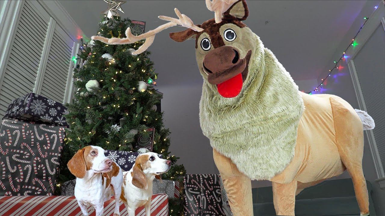 Dogs Surprised by GIANT Reindeer on Christmas! - YouTube
