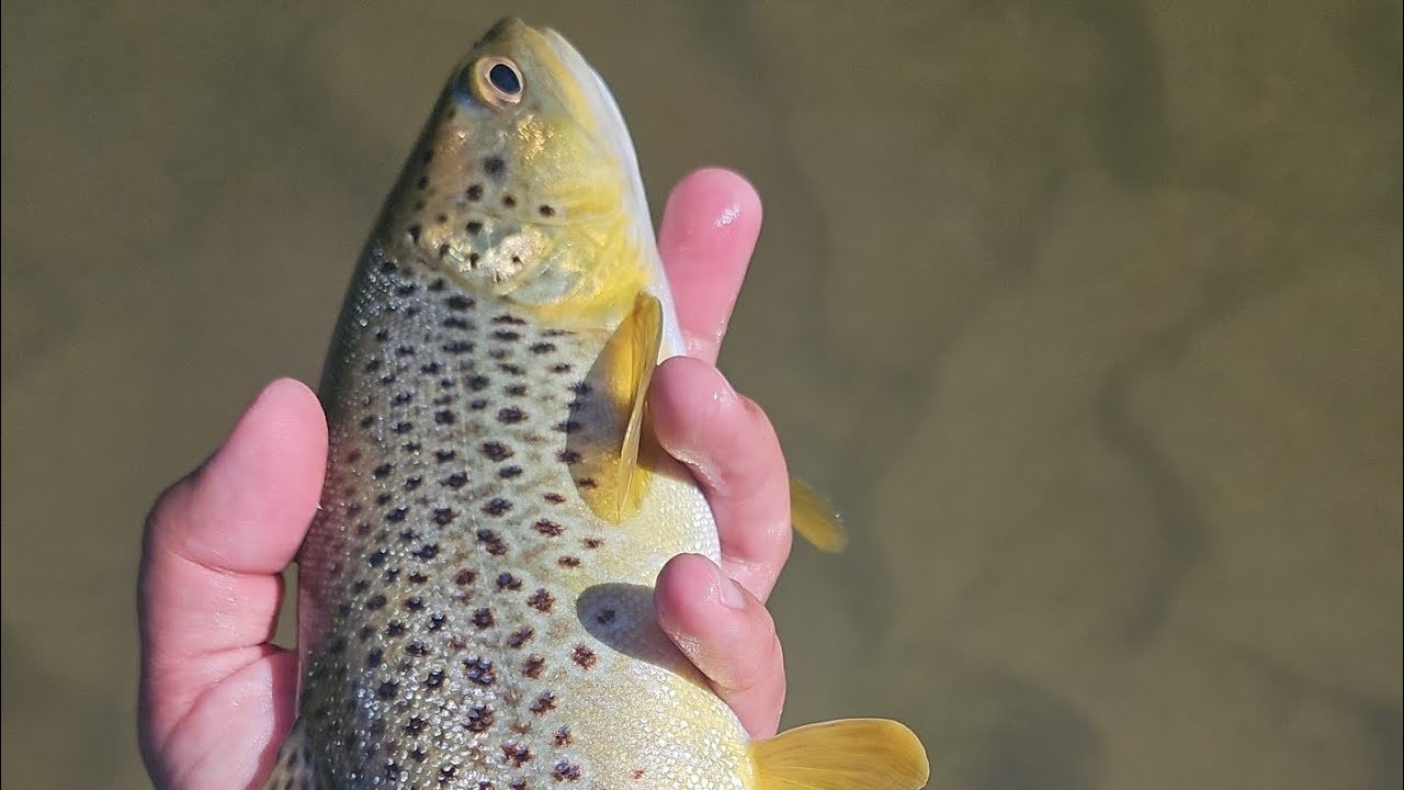 MN Trout Fishing - 06-15-2024 - YouTube