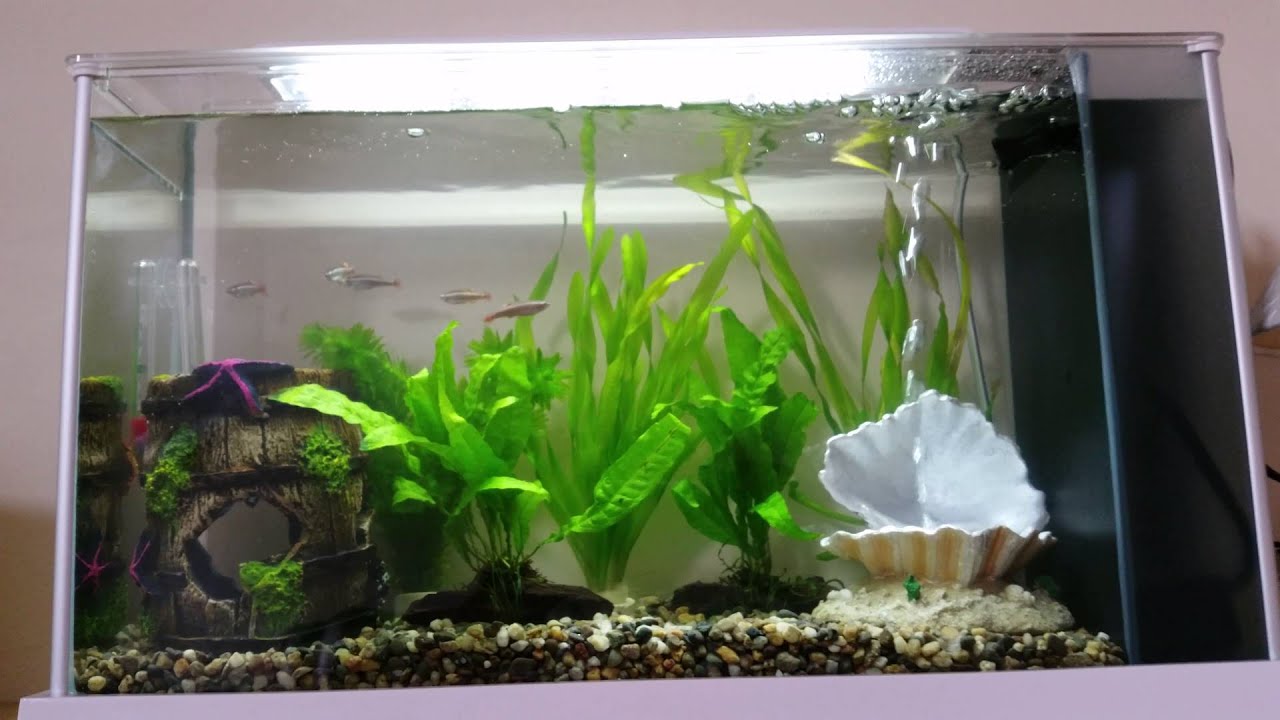 My first fish tank - YouTube