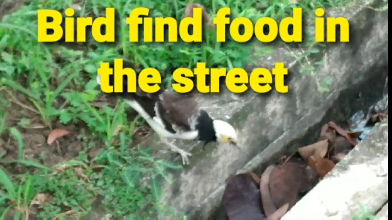 How bird find food in the street|Early walking.. - YouTube