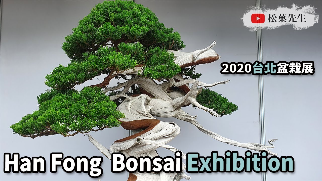 Han Fong Bonsai Exhibition 2020, TAIWAN .EP1| 2020台北漢風盆栽展 |台湾の盆栽作風展 4K ...