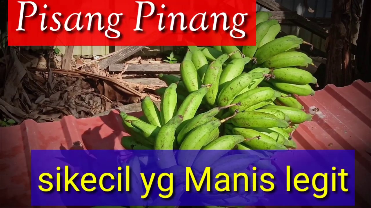 PISANG PINANG ATAU PISANG ROTAN, si Imut yang manis - YouTube