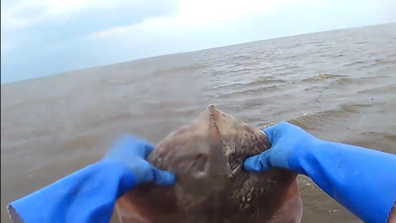 VIDEO 2/3 THE TRAMMEL NETS HAVE BROKE THE SERFACE. TIME TO SEE WHAT IS ...