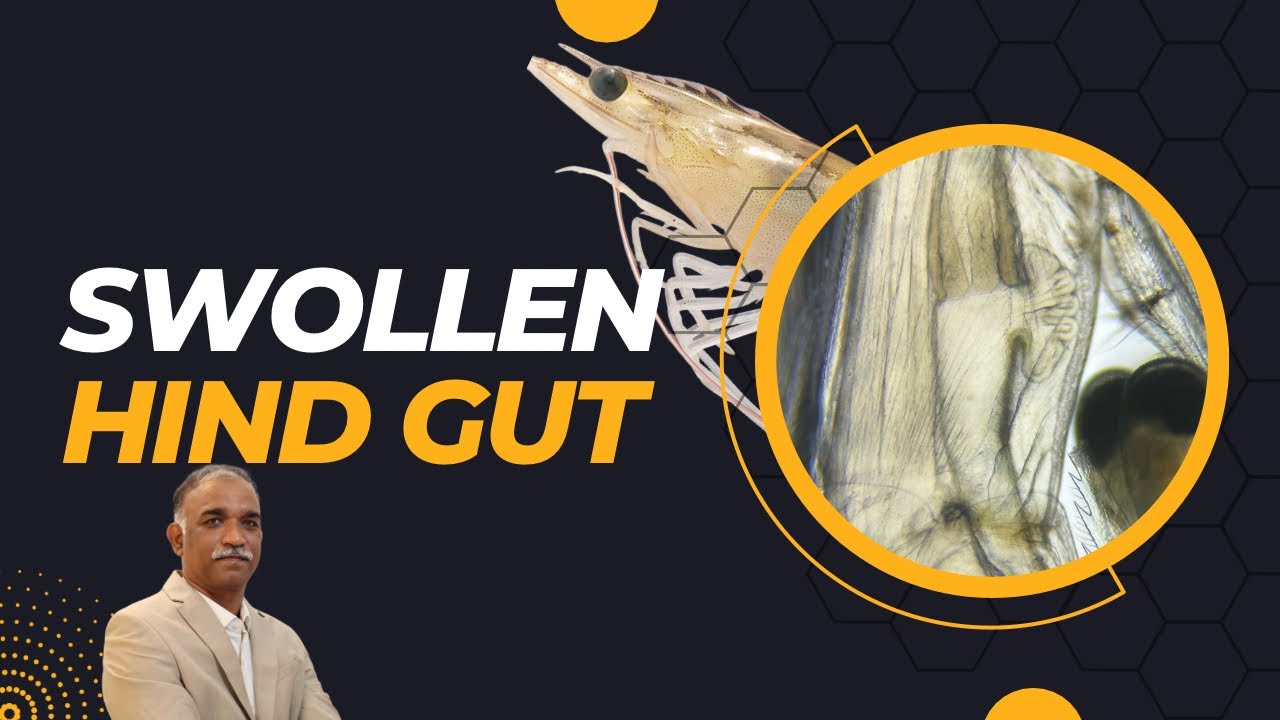 Understanding Swollen Hindgut and Anal Caecum in Shrimp Post Larvae ...