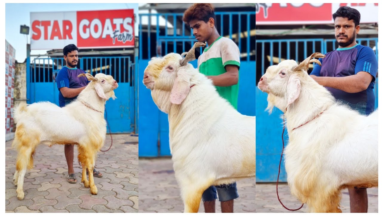 Top Class Malwa Andu Goat at STAR GOATS FARM Asif STD - YouTube