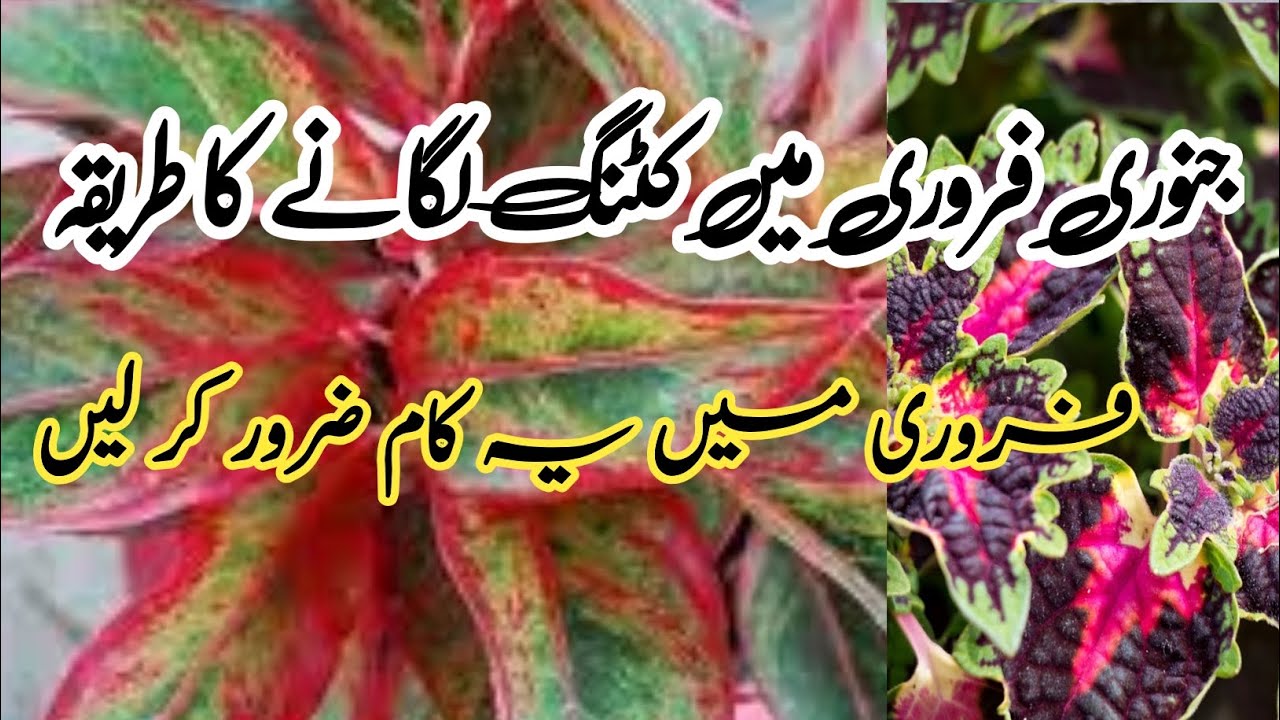 Grow Plants From Cutting In Jan/Fab/Cutting Grow In Feb/Plants Grow By ...