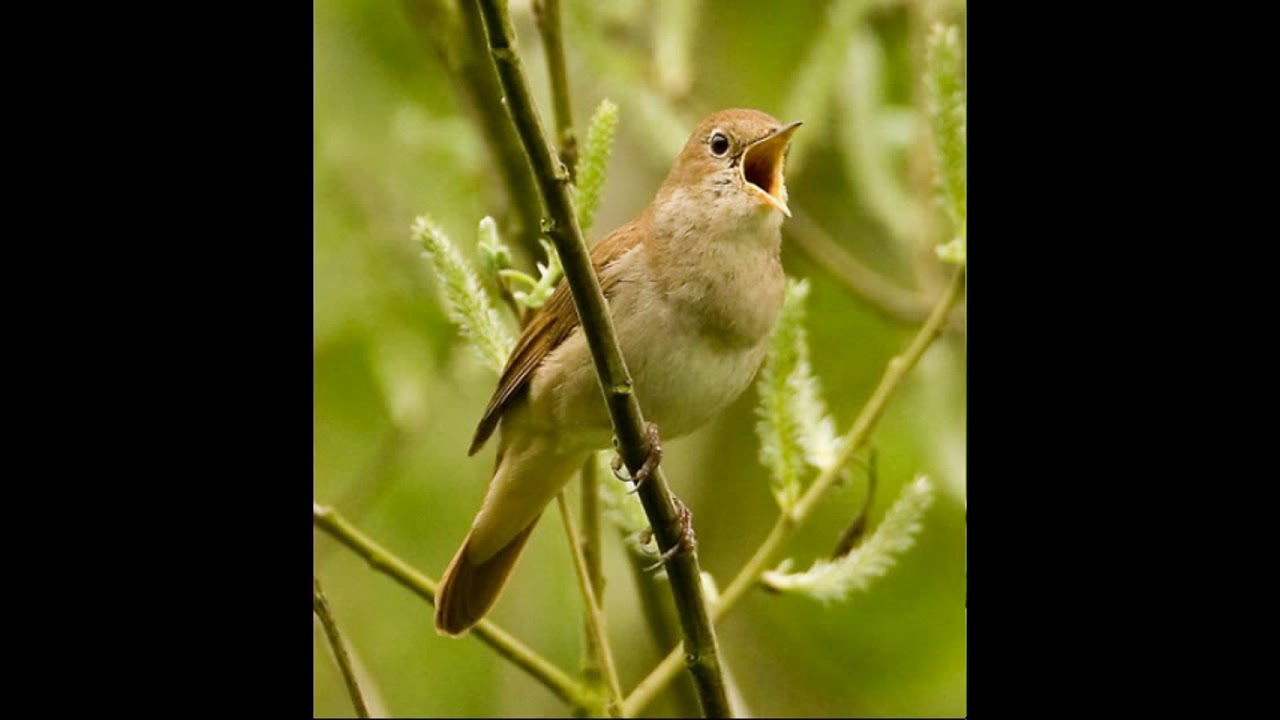 NIGHTINGALE SONG- 6 hours REALTIME Beautiful Nightingale Singing ...