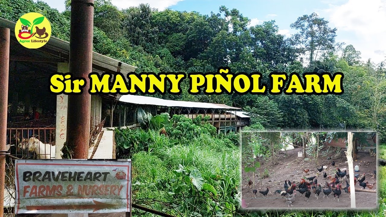 SIR MANNY PIÑOL FREE RANGE CHICKEN FARM - YouTube