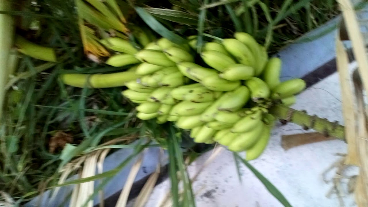 Mon régime de BANANE à + de 15 kilos - YouTube