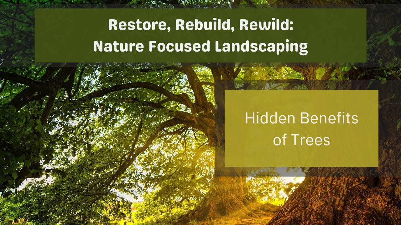 Restore, Rebuild, Rewild | Hidden Benefits of Trees - YouTube