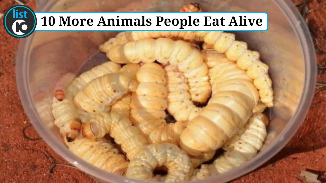 10 More Animals People Eat Alive List 10 YouTube 10-more-animals-people-eat-alive-list-10-youtube