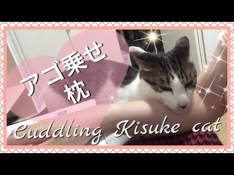 『アゴ乗せ枕』で甘える猫キスケ Sweetened Kisuke cat - YouTube